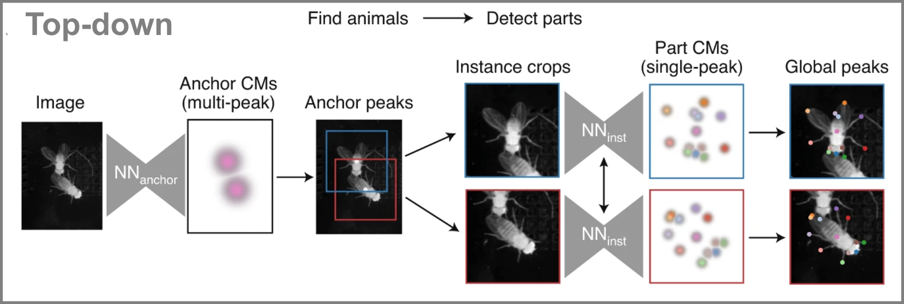 Pose estimation with SLEAP